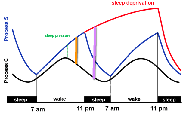 Circadian rhythm, Melatonin, Adenosine, Caffeine and Sleep – Minh Quang ...